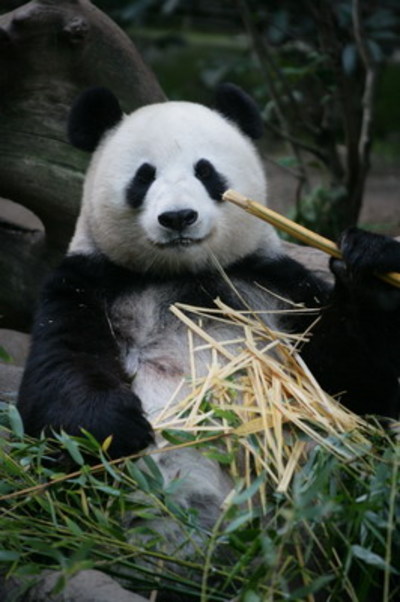 Giant panda body - Photorena