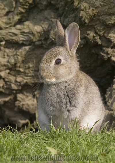 Wild rabbit - Photorena
