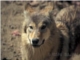 Wolf, Wild - Photorena